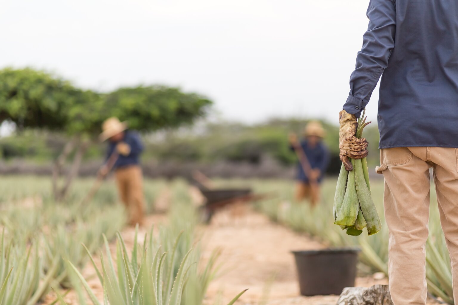 Check Out These Aruba Landmarks and Sightseeing Destinations | Casiola