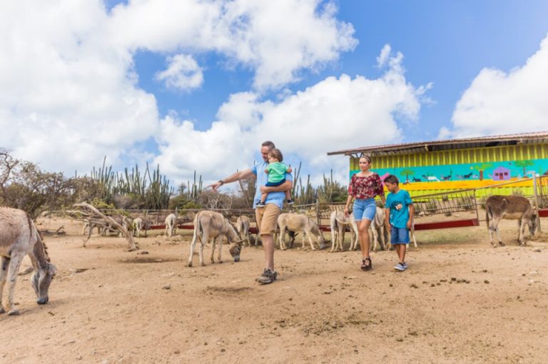 Visit the Donkey Sanctuary in Aruba and Make New Friends | Casiola