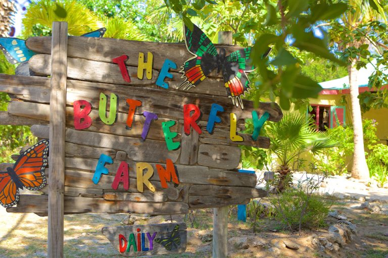 Discover Aruba's Butterfly Farm | Casiola